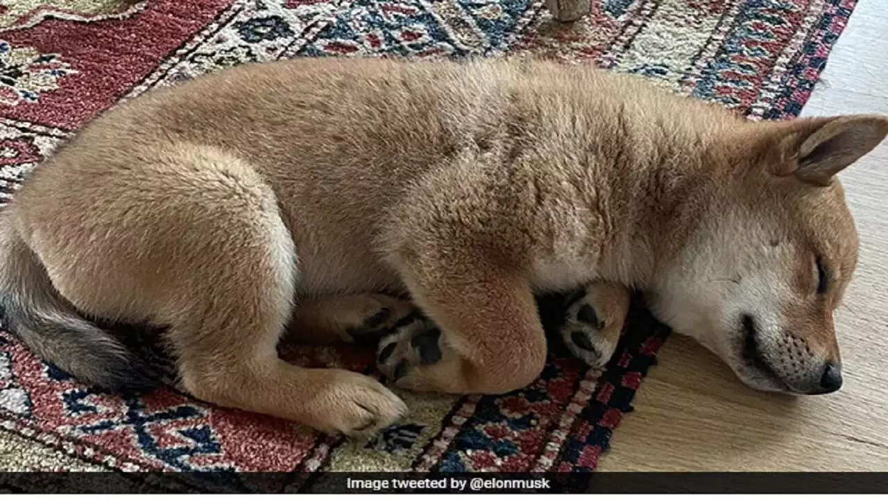 Cheems & Doge Meme:क्या है चीम्स और डौगी मीम जिसके पीछे एलोन मस्क भी ...