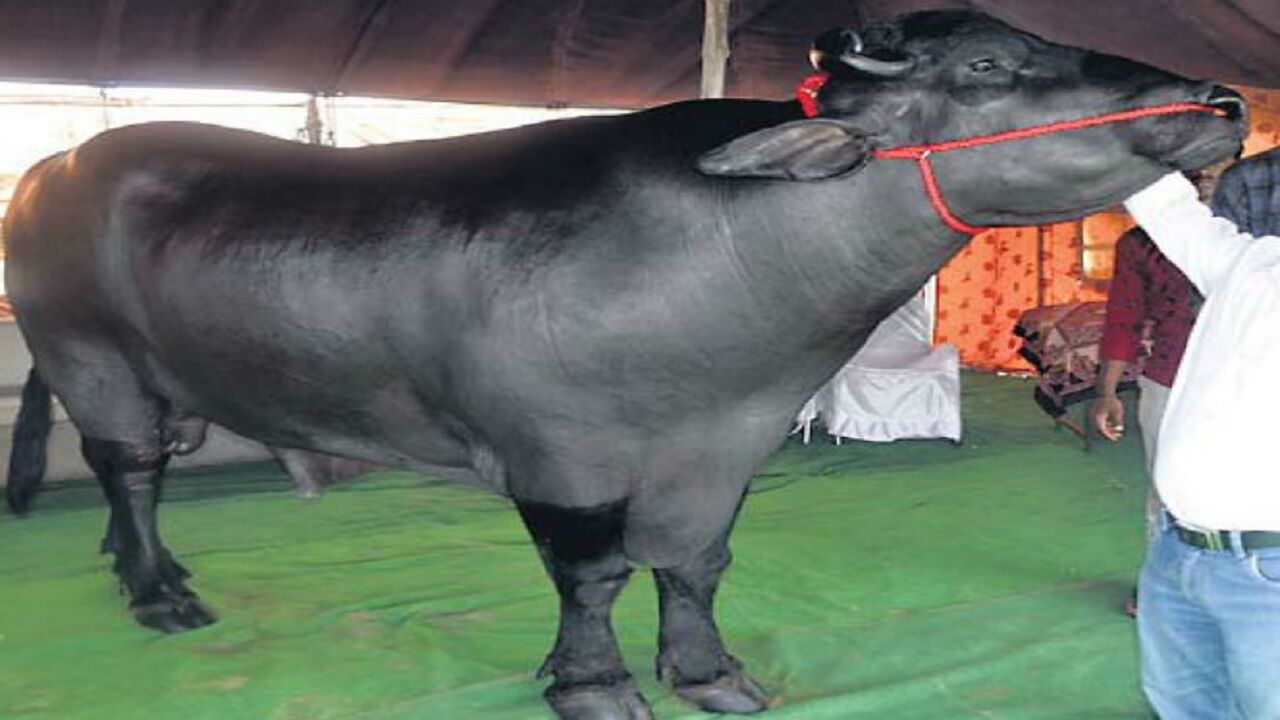 मिलिए 24 करोड़ के भेंसे 'भीम' से, रोज़ 1 किलो घी और 25 लीटर दूध पीता है ...