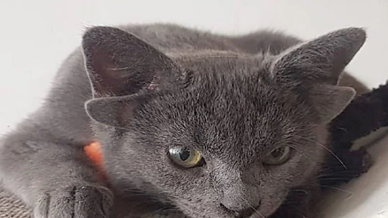 Cat With 4 Ears: 4 कान की दुर्लभ बिल्ली को देख दंग रह जाएंगे आप? जानिए ...