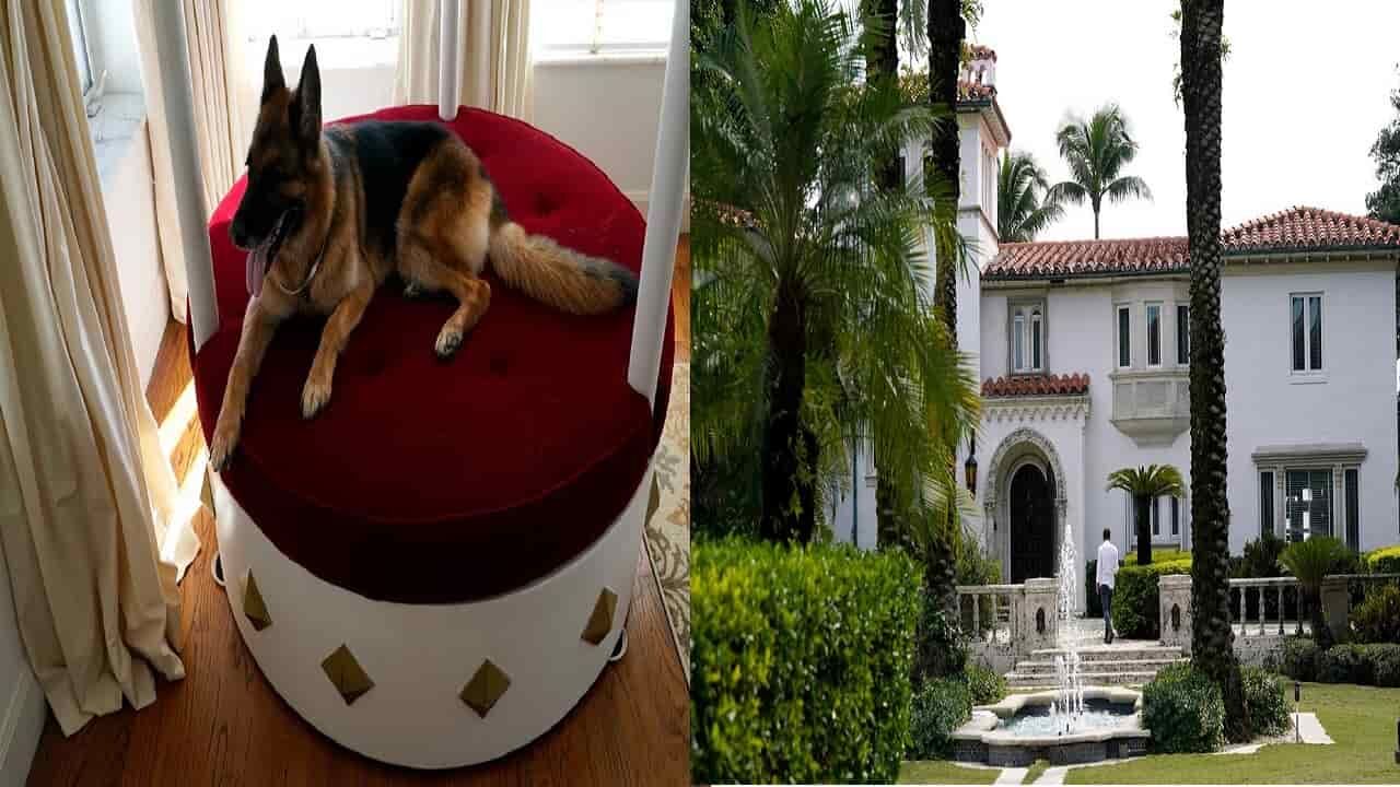 World's Richest Dog: ये है दुनिया का सबसे अमीर कुत्ता, 55 करोड़ में बेच ...