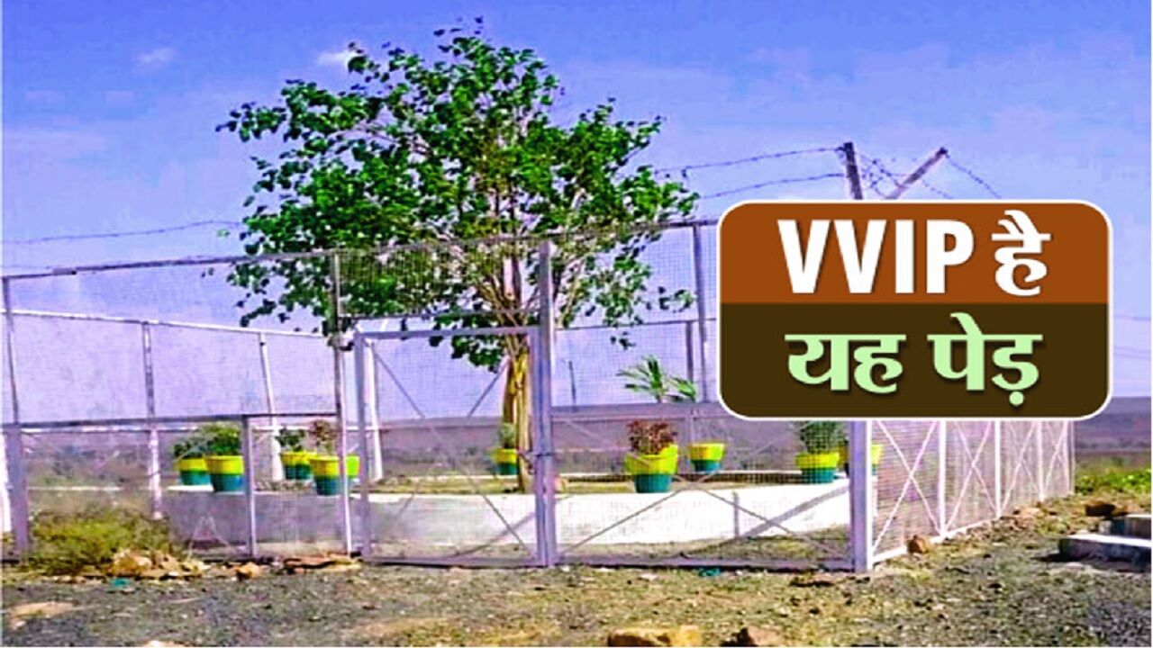 Bodhi Tree Sanchi: एमपी का एक ऐसा पेड़ जिसकी दिन रात पहरेदारी होती है ...