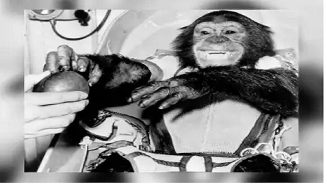 आज ही के दिन पहली बार NASA ने अंतरिक्ष में भेजा था चिम्पांजी, फिर उसके ...