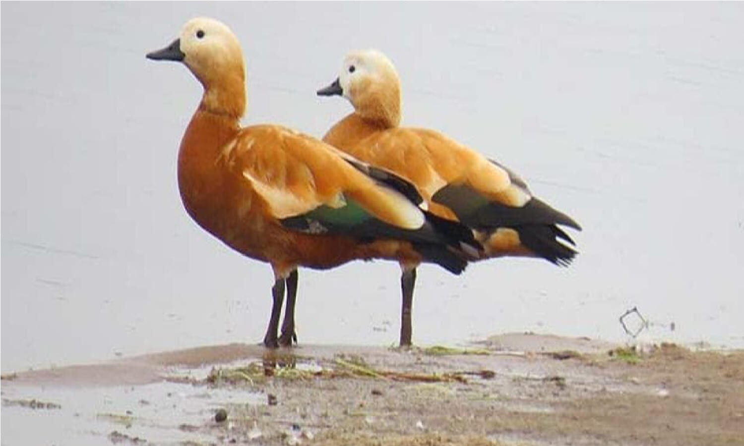 जो पति अपनी पत्नी के साथ करते है ऐसा काम वो अगले जन्म में बनते है चकवा ...