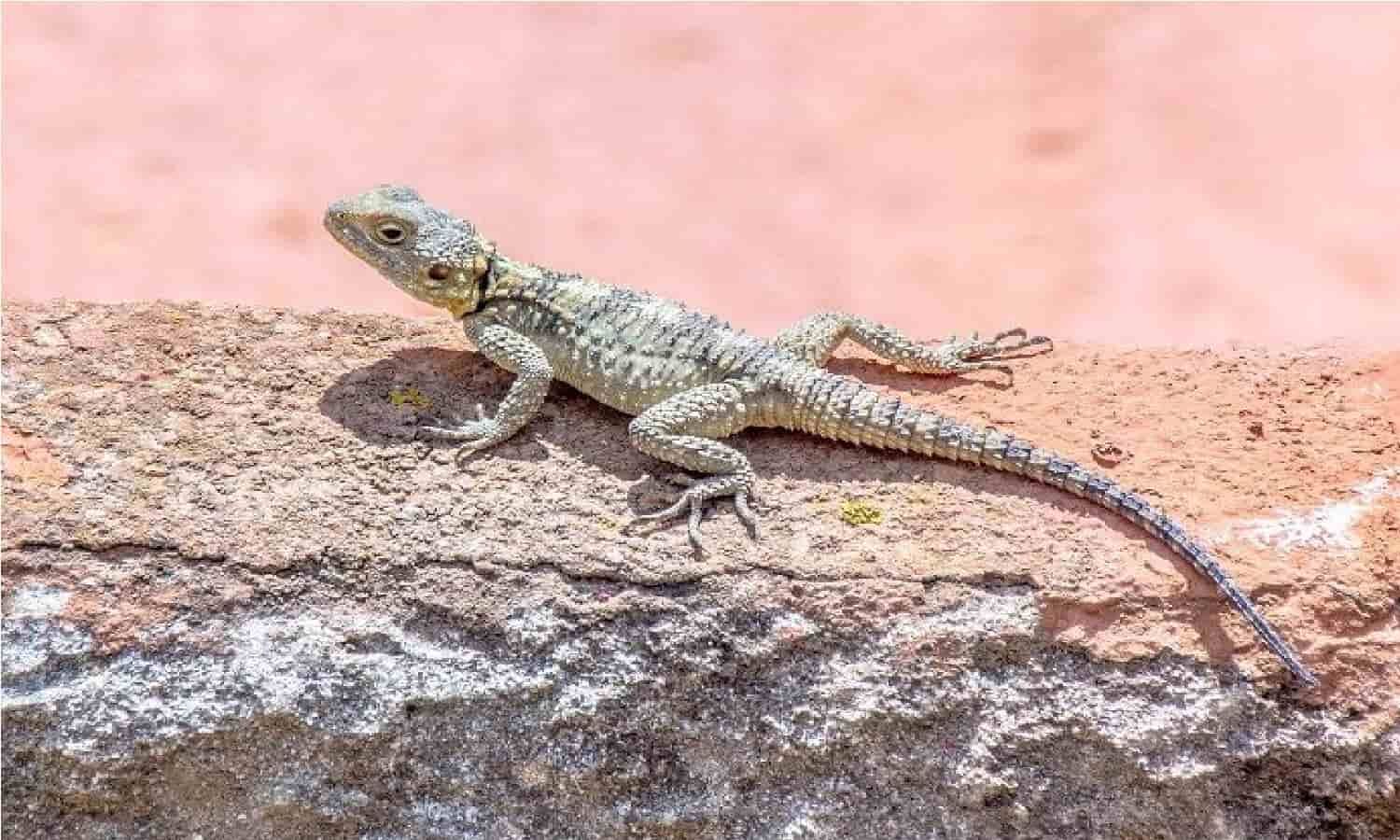 अगर आपके घर में जमीन पर रेंगते हुए दिखे छिपकली तो समझ जाइए कि होने वाला ...