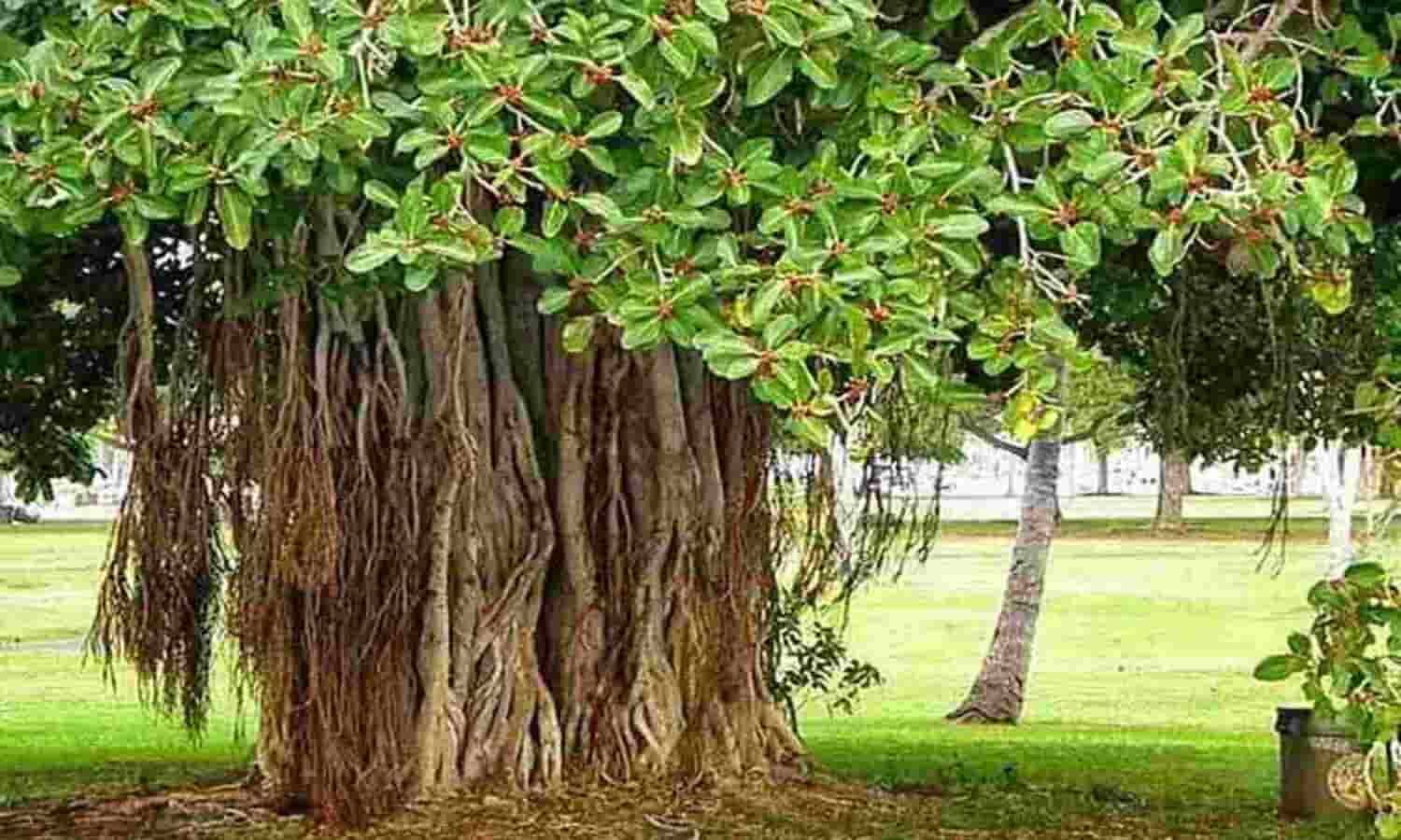 जिसके भी घर में लगा है बरगद का पेड़ उनके लिए बेहद जरूरी है ये खबर ...