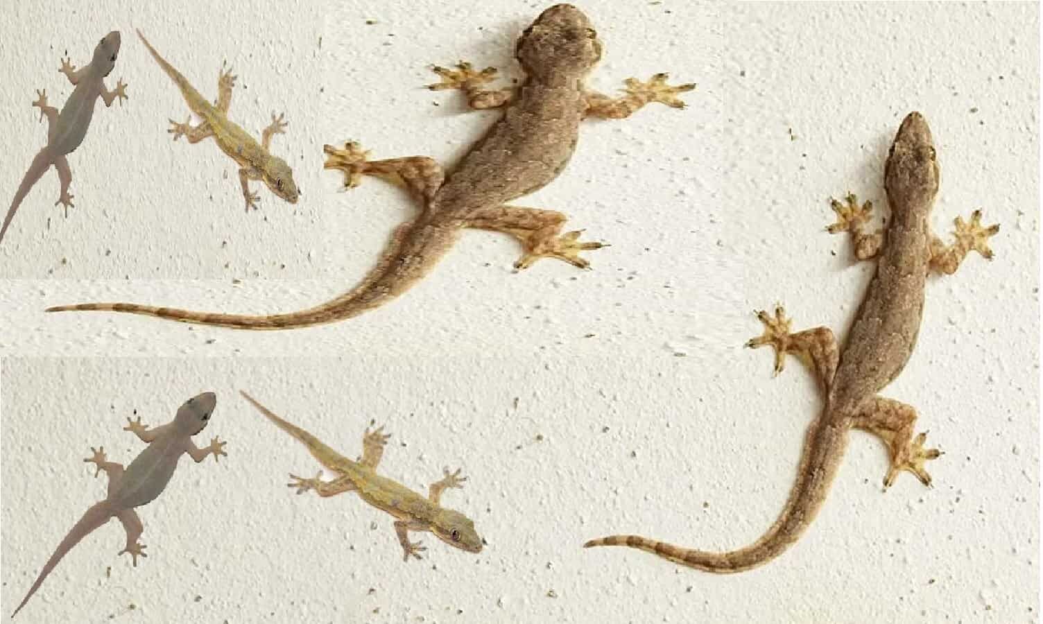 अचानक से शरीर पर गिरे छिपकली तो समझें संकेत, होने वाला है कुछ बड़ा ...