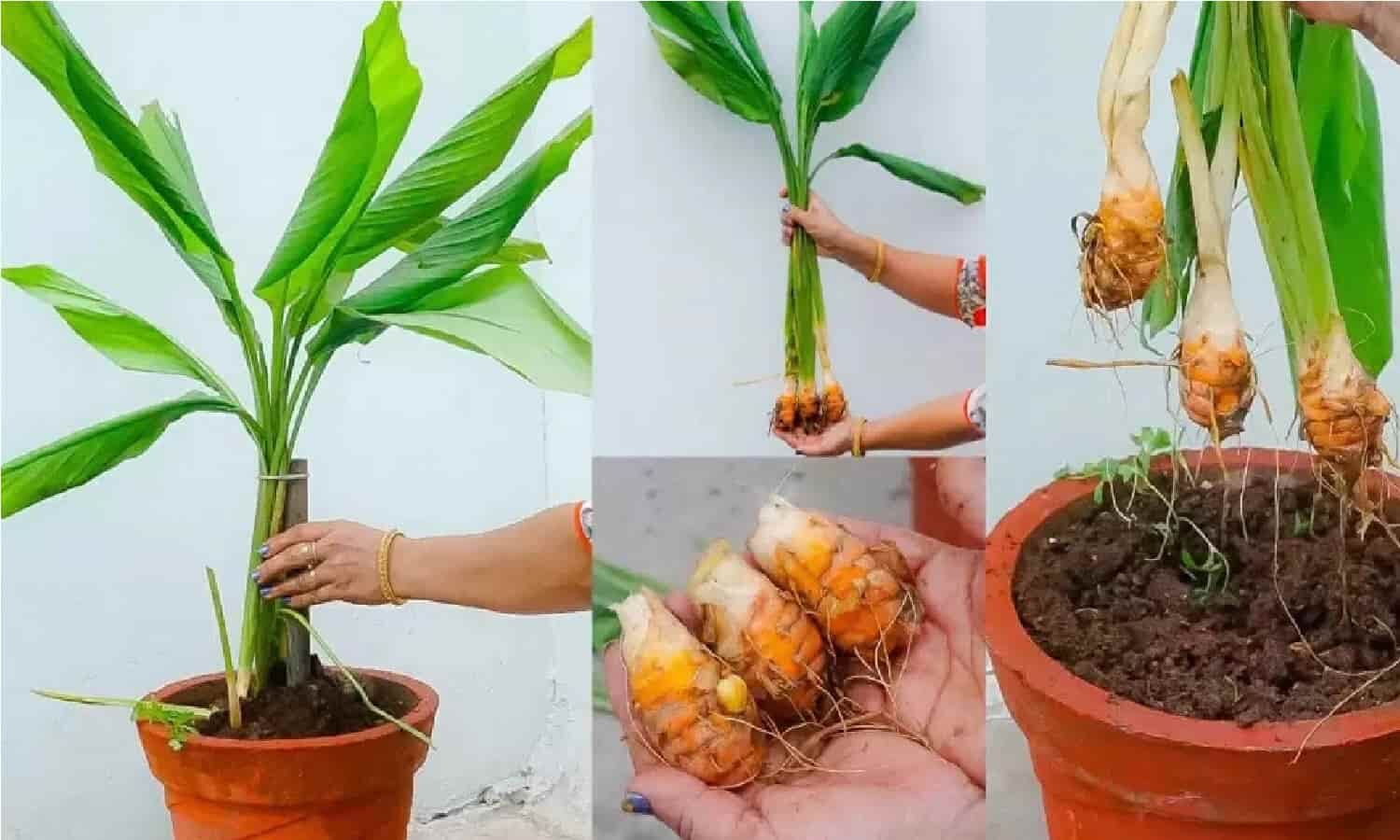 Haldi Plant In Home: जिसने भी लगाया हल्दी का पौधा उसके घर में मच गया ...