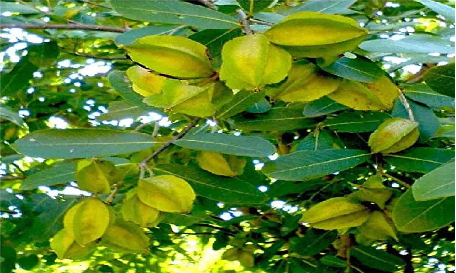 सेहत के लिए बहुत फायदेमंद है अर्जुन का फल, जरूर करें उपयोग | Arjuna ...