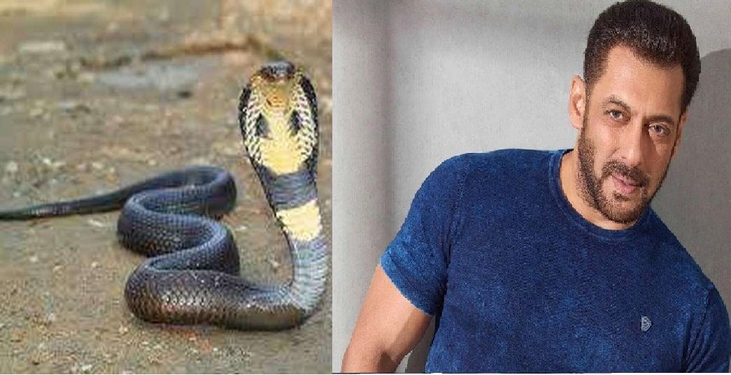 Salman Khan को तीन-तीन बार सांप ने काटा, जानिए | Salman Khan was bitten ...