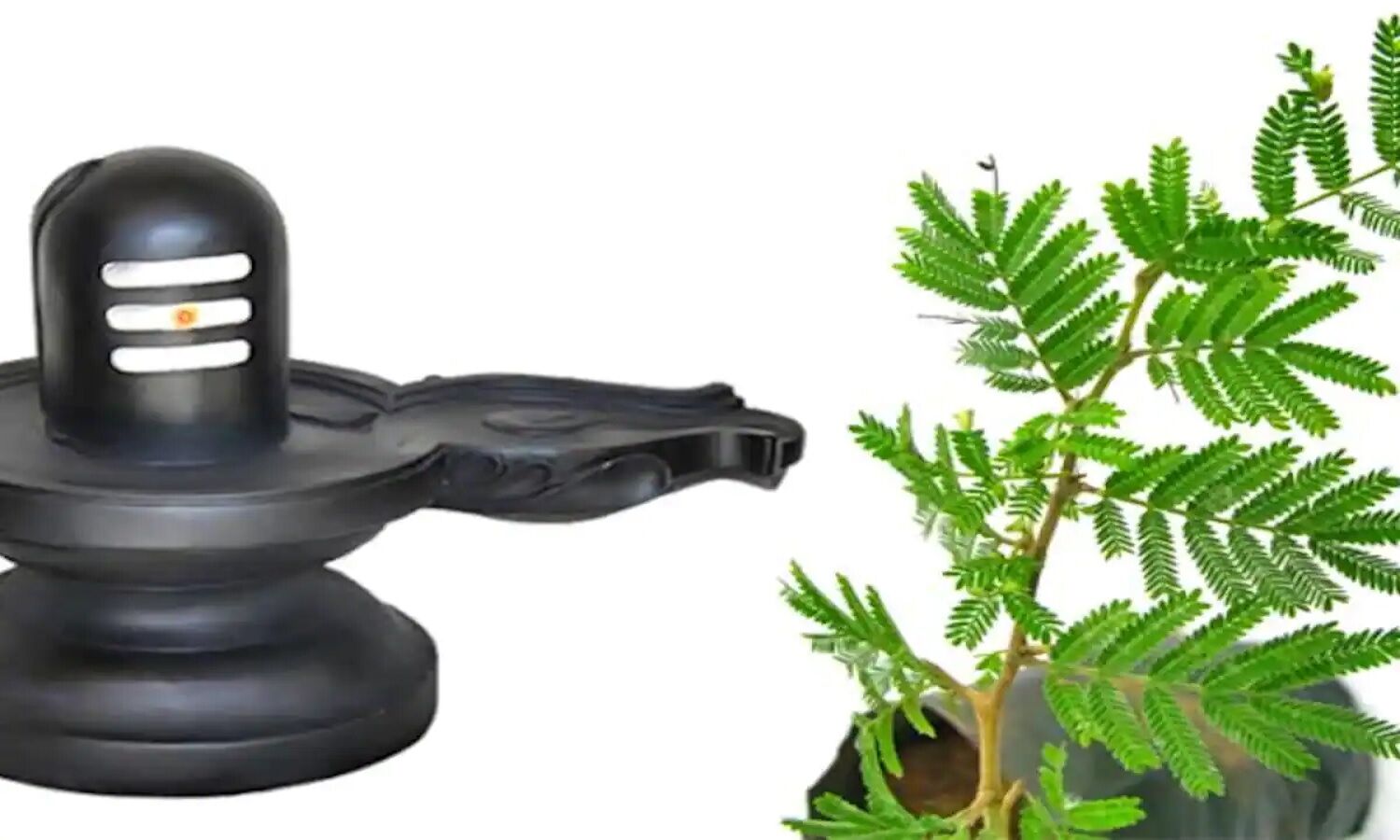 Shami Patra: सावन में शिवजी को चढ़ाएं इस पौधे का पत्ता, बेलपत्र से भी ...