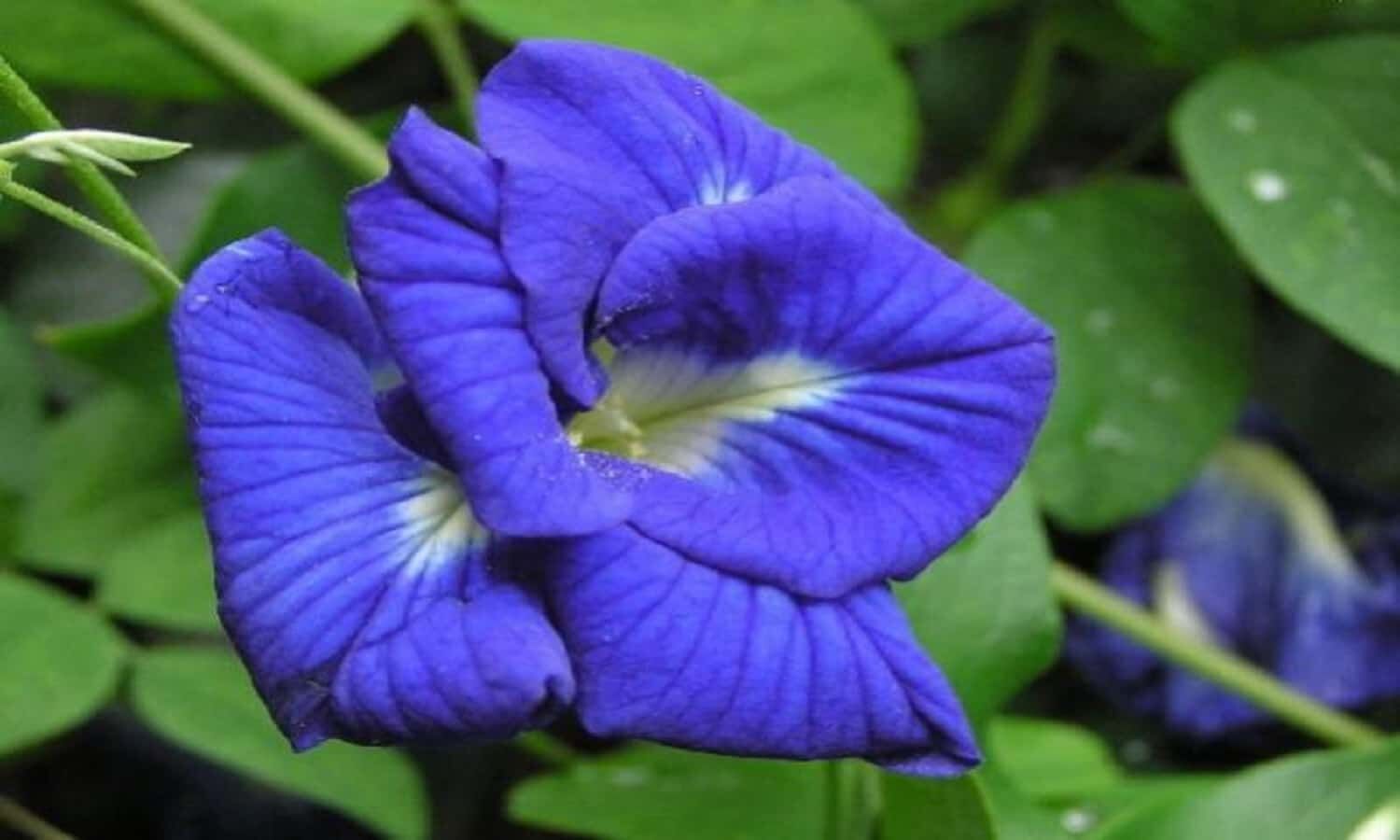 Aparajita Flower Benefits: भाग्य को संवारने की शक्ति होती है अपराजिता ...
