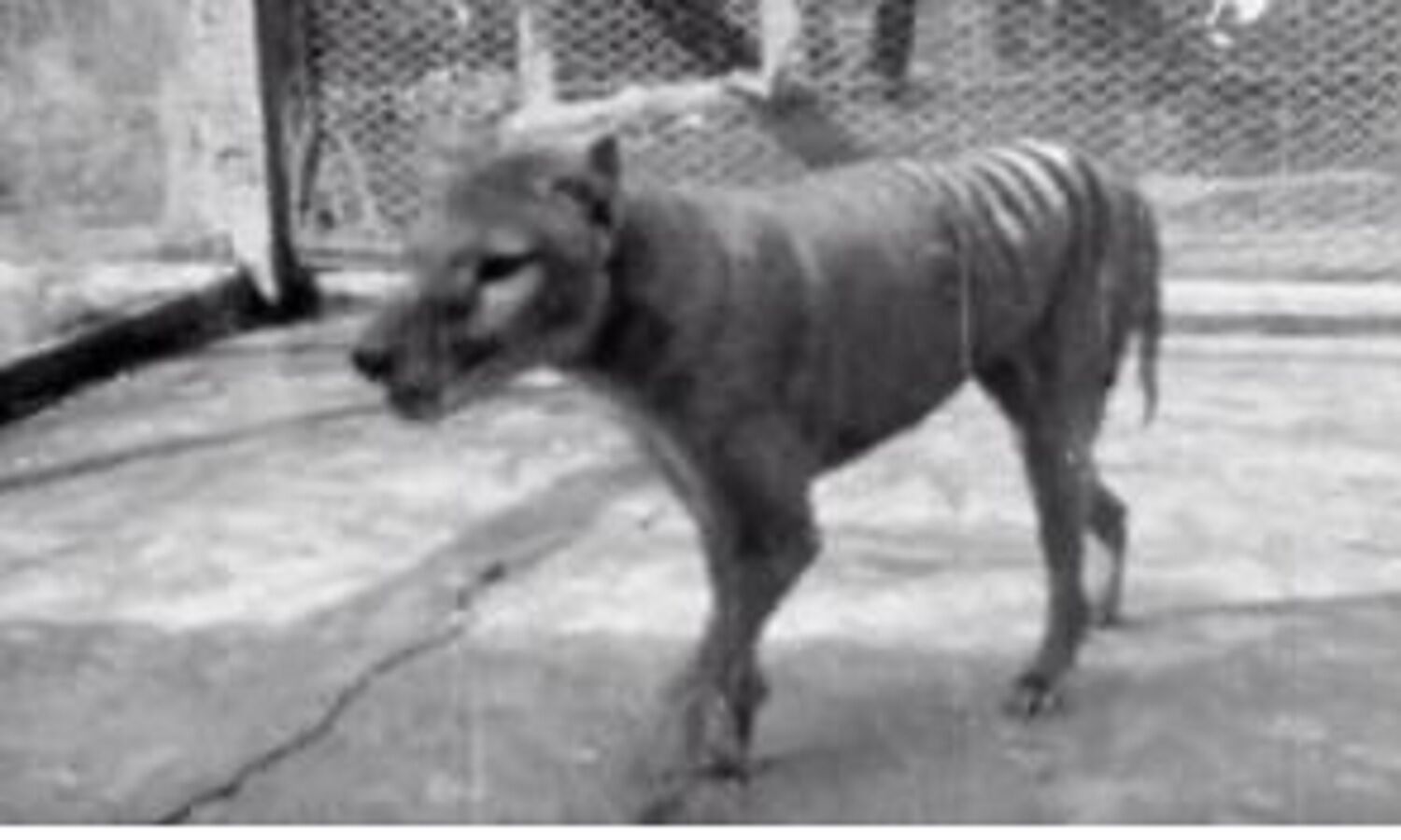 Tasmanian Tiger Resurrection: 100 साल पहले विलुप्त हो चुके तस्मानियाई ...