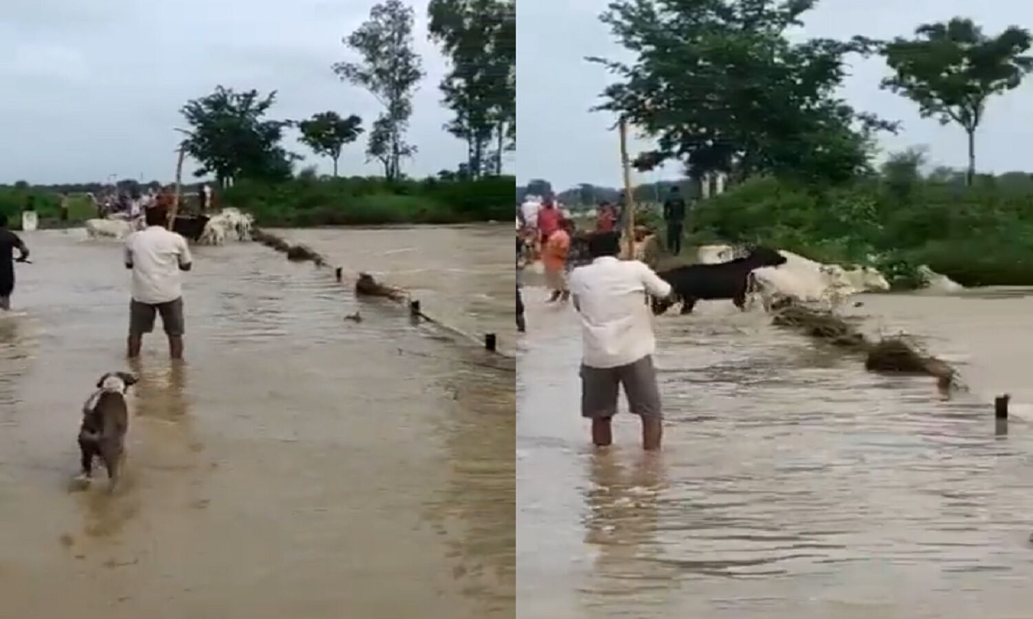 सतना जिले में मानवता तार-तार, उफनाती नदी में डंडे मार-मार धकेले गए ...