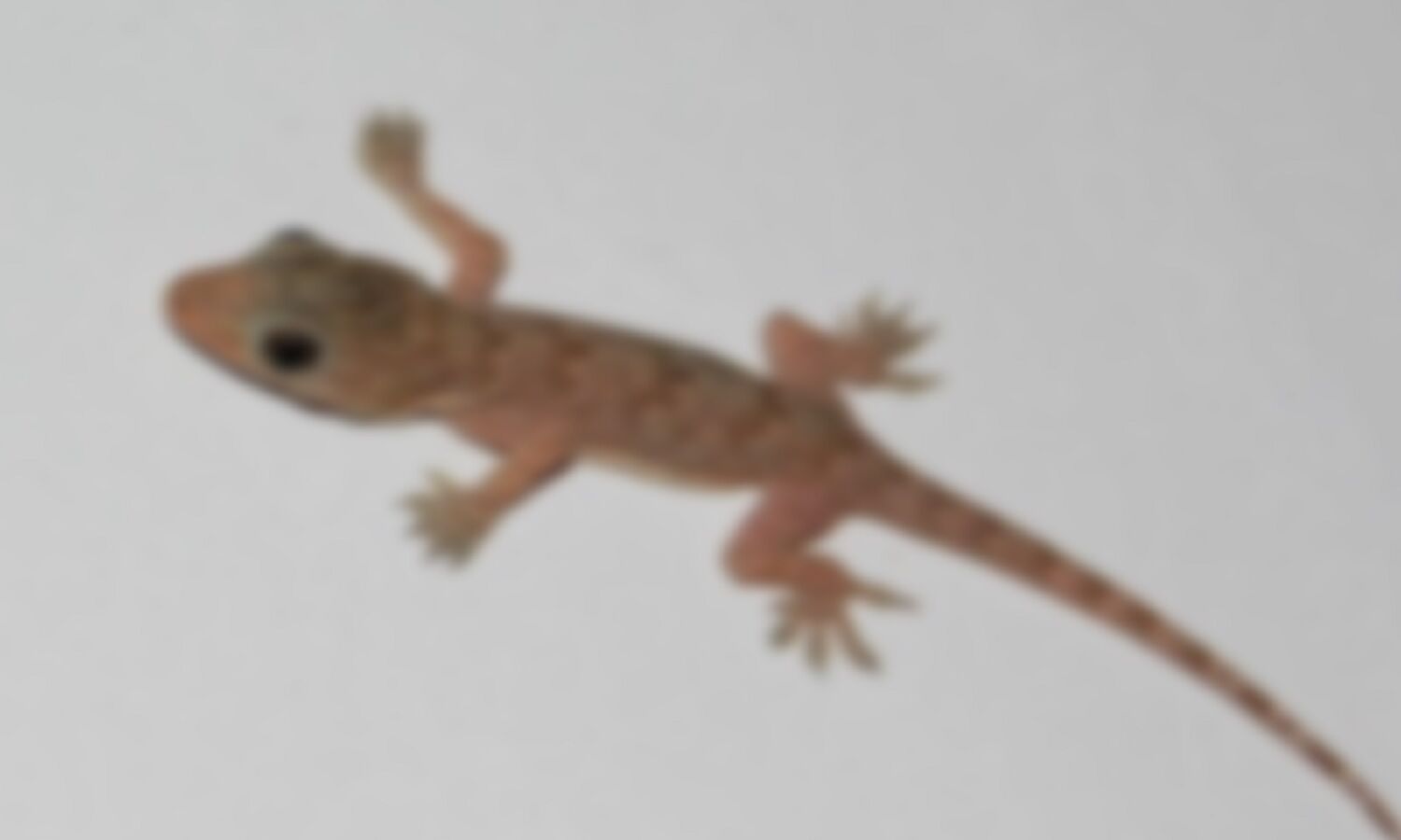 Chipkali Ke Sanket: दीवार पर अलग-अलग मुद्राओं में दिखने वाली छिपकली ...