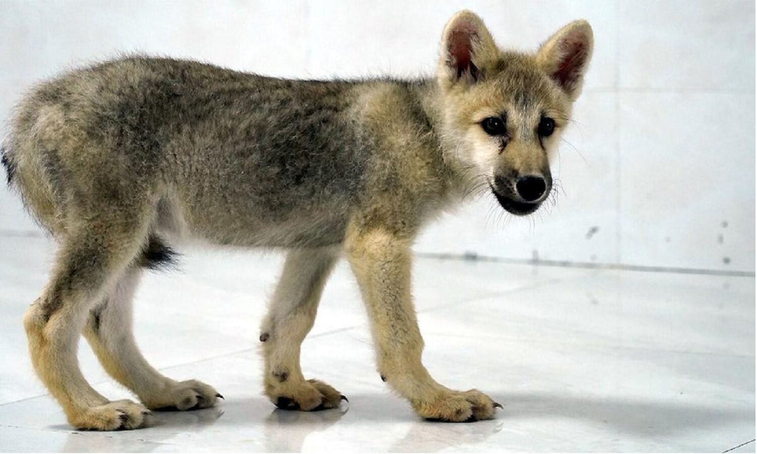 Wolf Clone China: चीन ने आर्कटिक भेड़िये का क्लोन बना दिया, विलुप्त हो ...