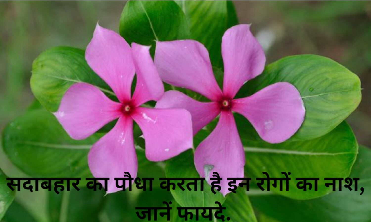 Sadabahar Plant Benefits: सदाबहार का पौधा जीवन में ला सकता है बहार, कई ...