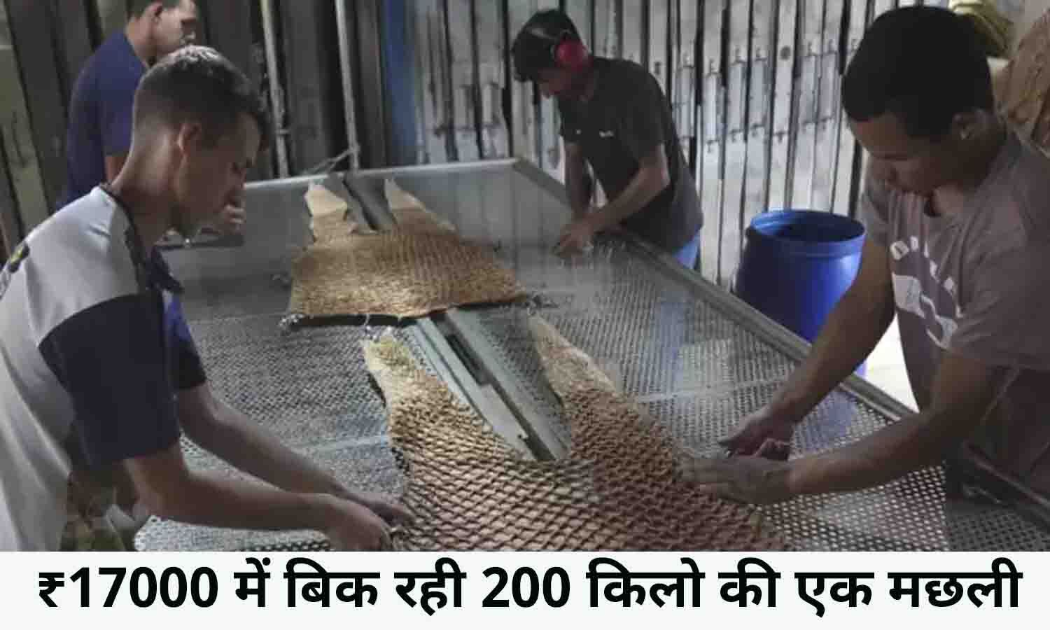 Single Fish In 17 Thousand Rupees: ₹17000 में बिक रही 200 किलो की एक ...