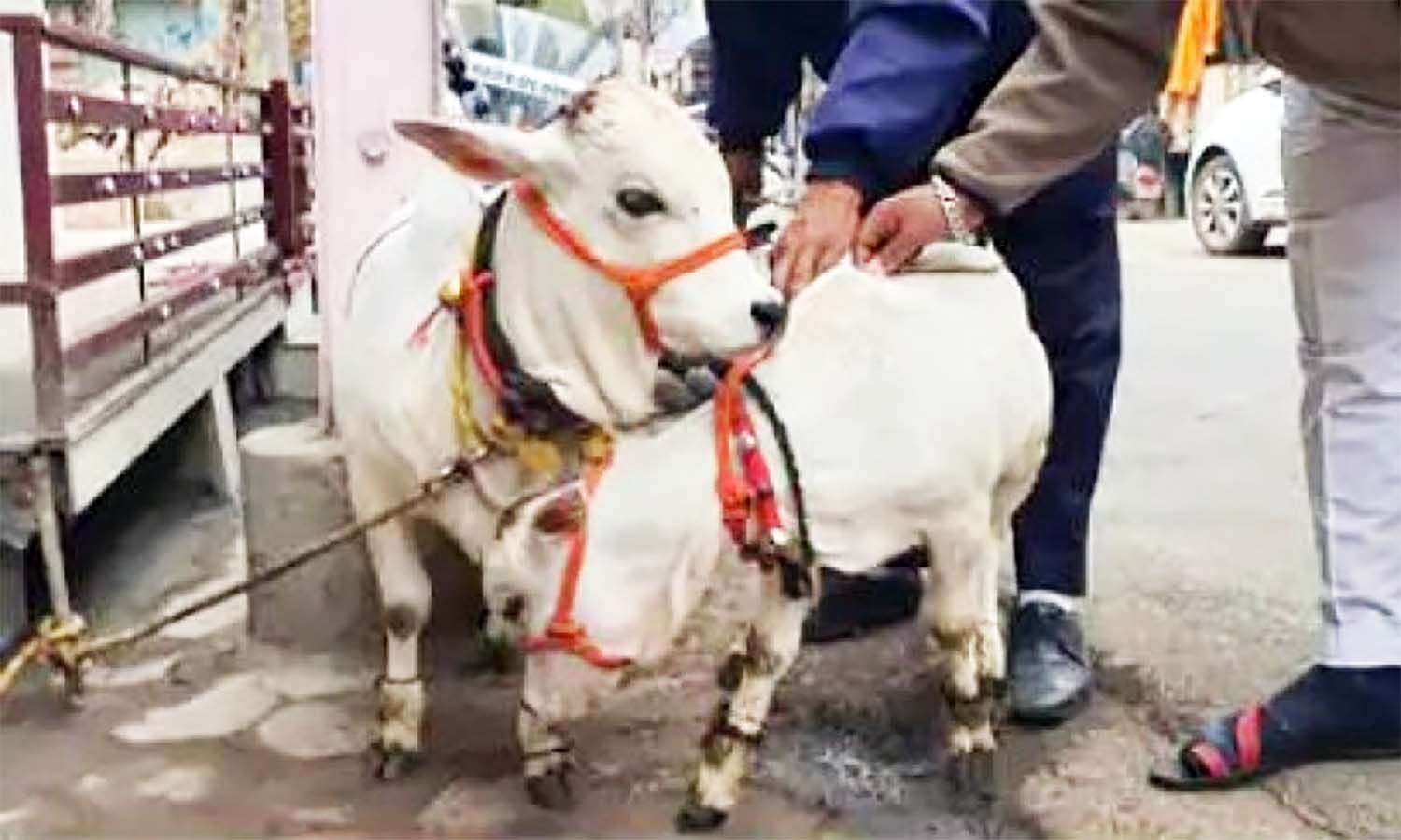 एमपी में आई 3 फीट की गाय जिसके दूध में मिलता है सोना | A 3 feet tall ...