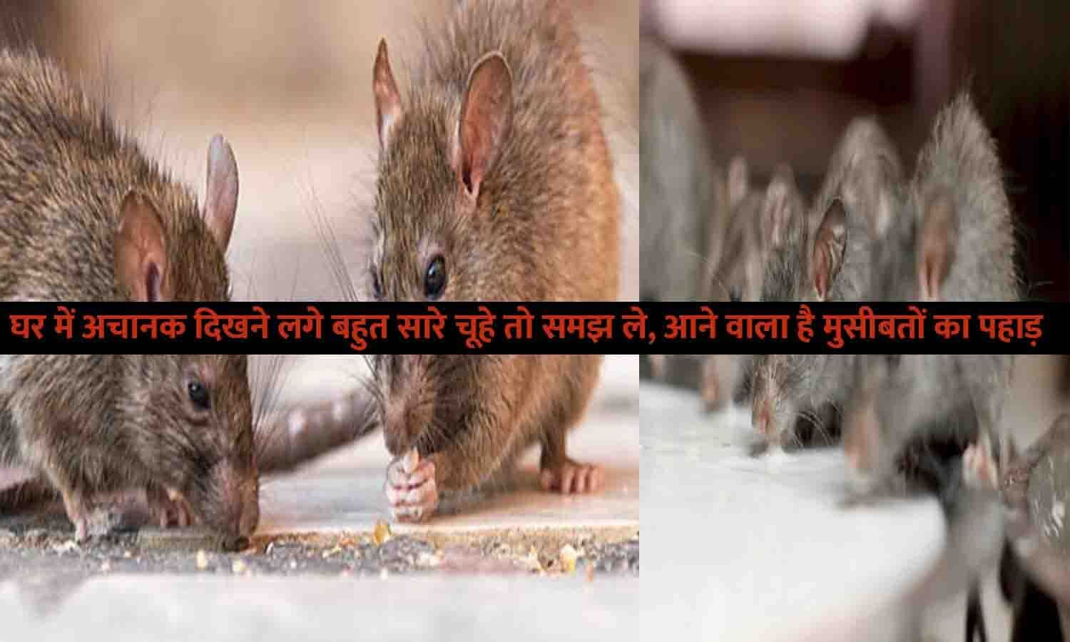घर में अचानक दिखने लगे बहुत सारे चूहे तो समझ ले, आने वाला है मुसीबतों ...