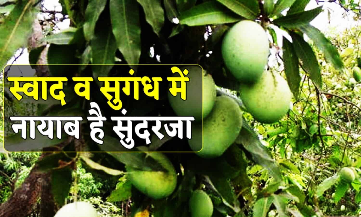 रीवा के गोविंदगढ़ में आम, कटहल, लीची की होगी नीलामी, फटाफट जाने Date और ...