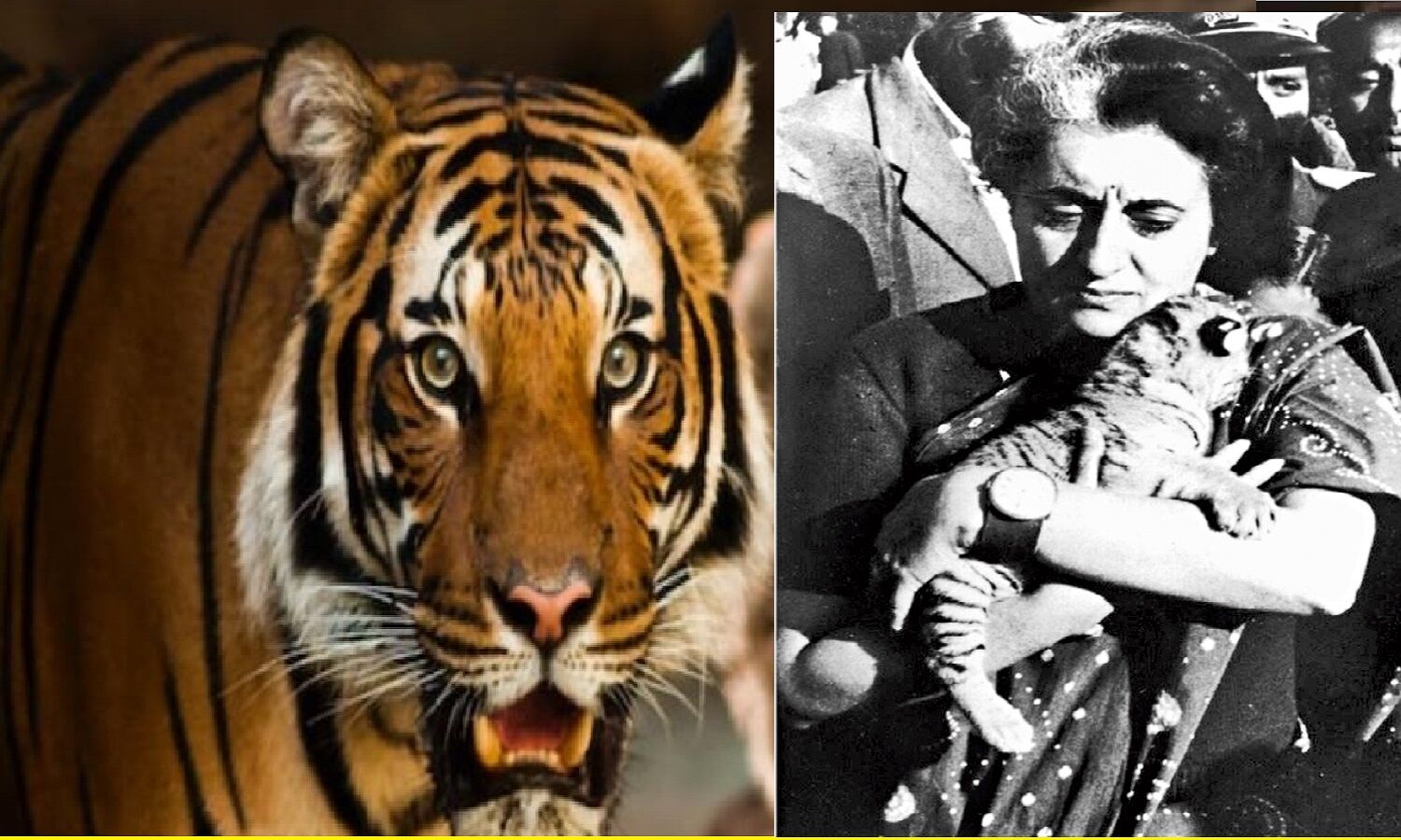 प्रोजेक्ट टाइगर क्या है, कब, क्यों और कैसे शुरू हुआ? पूरी डिटेल में ...