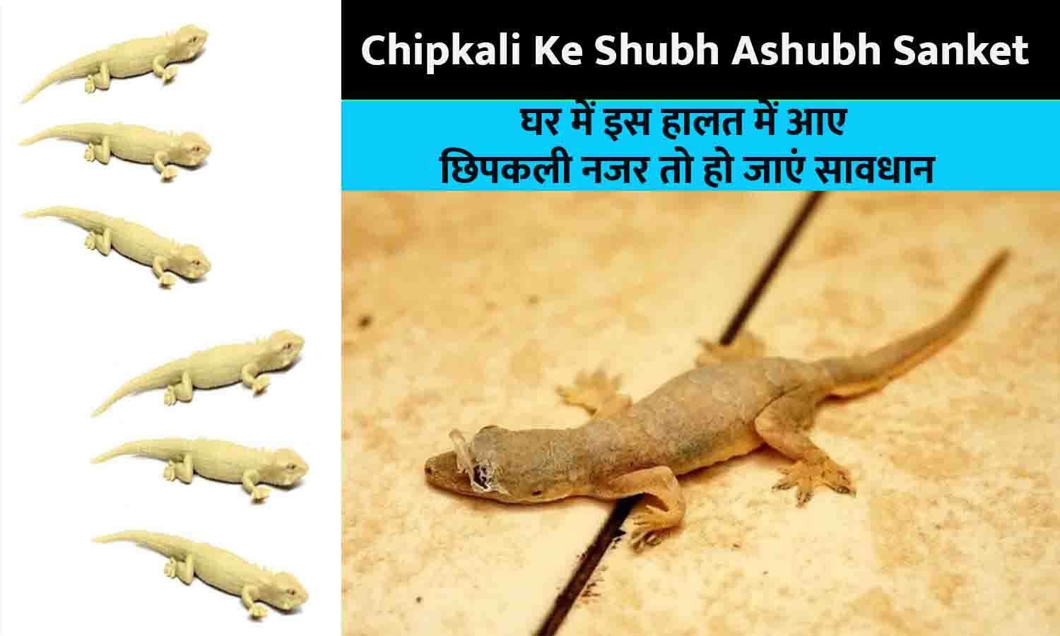 Chipkali Ke Shubh Ashubh Sanket: घर में इस हालत में आए छिपकली नजर तो हो ...