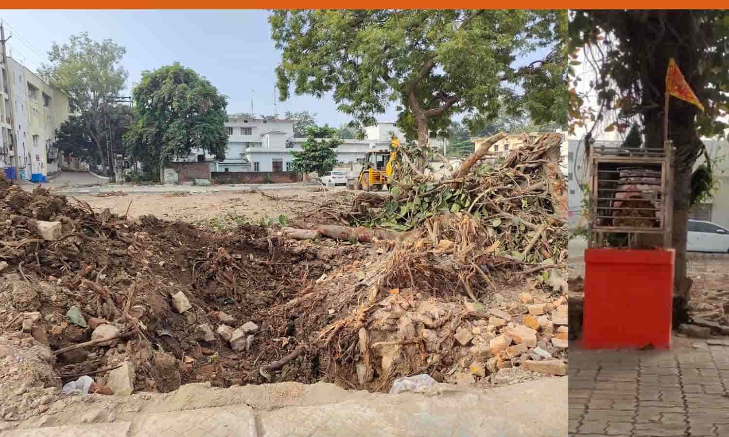 रीवा में बिल्डर ने दशकों पुराना बरगद का पेड़ बिना अनुमति गिराया ...